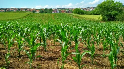 Yield Forecasting Using Remote Sensing Ibforecast